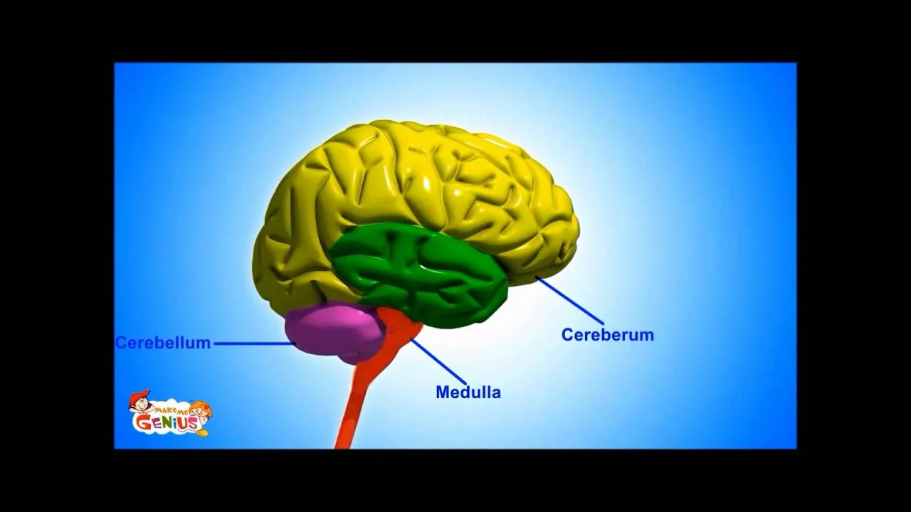 Medulla (Brain Stem) - ClassX