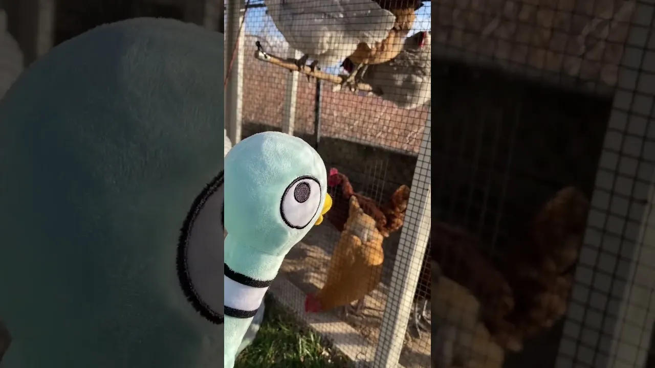 Meet the PIGEON'S Chicken Friends! - ClassX