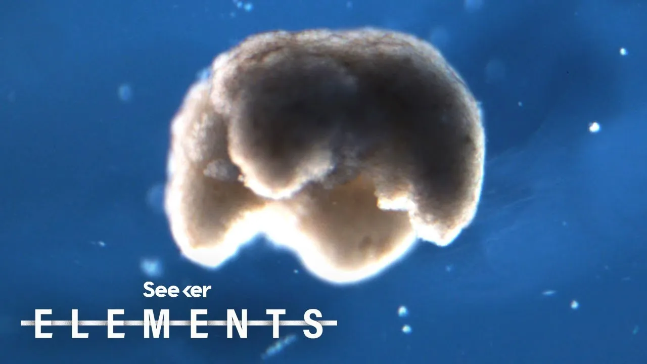 Meet the Xenobot, the World’s First-Ever "Living" Robot - ClassX