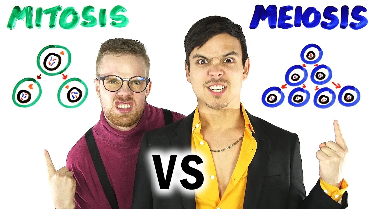 Mitosis vs Meiosis Rap Battle! | SCIENCE SONGS - ClassX