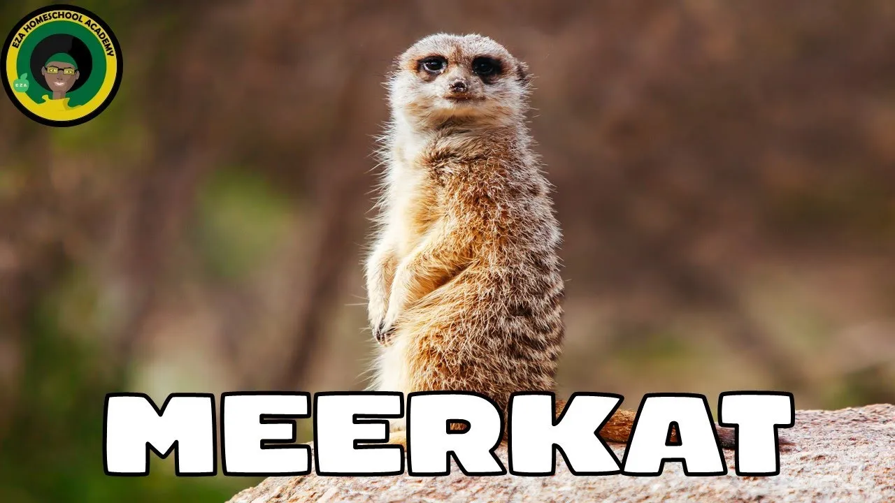 Mysterious Meerkats - ClassX