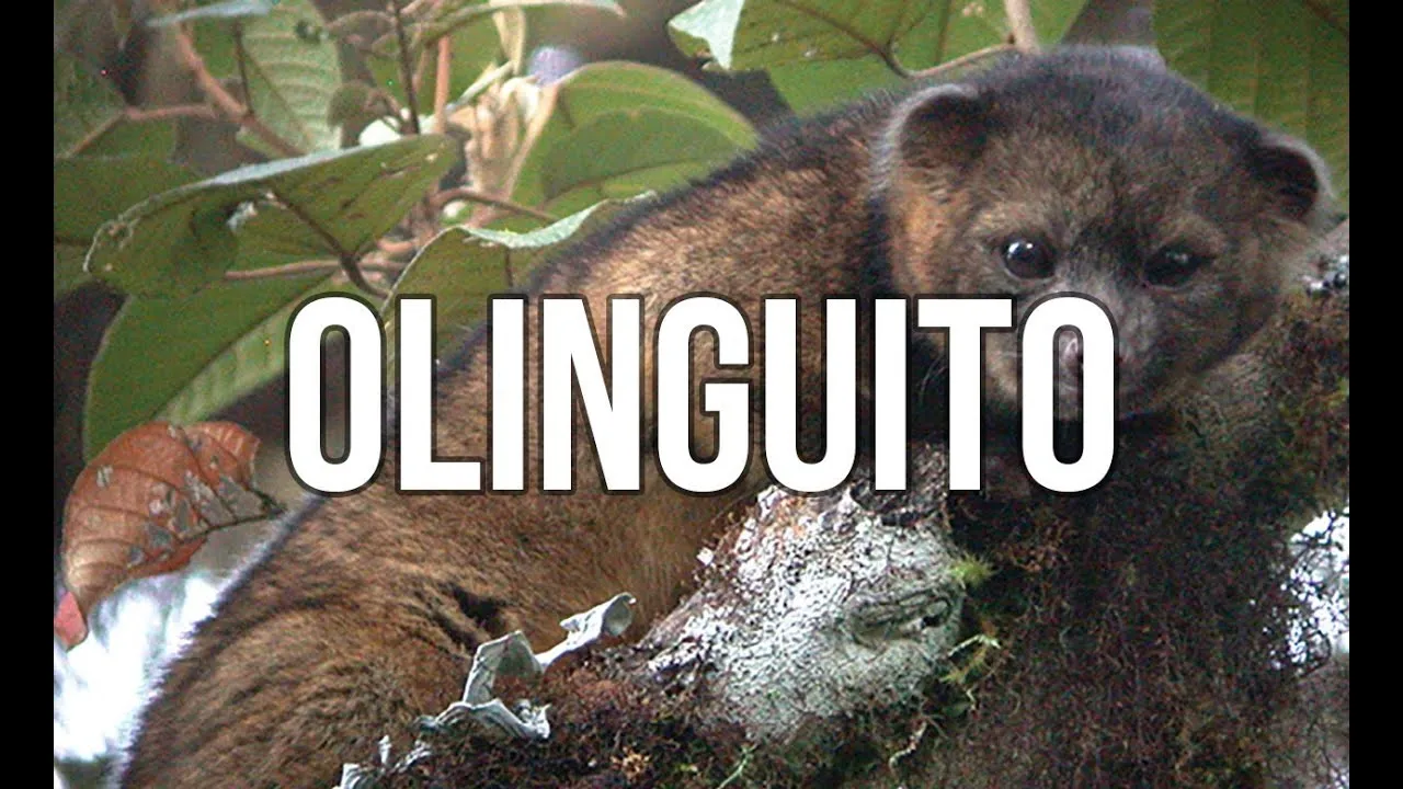 Olinguito - ClassX