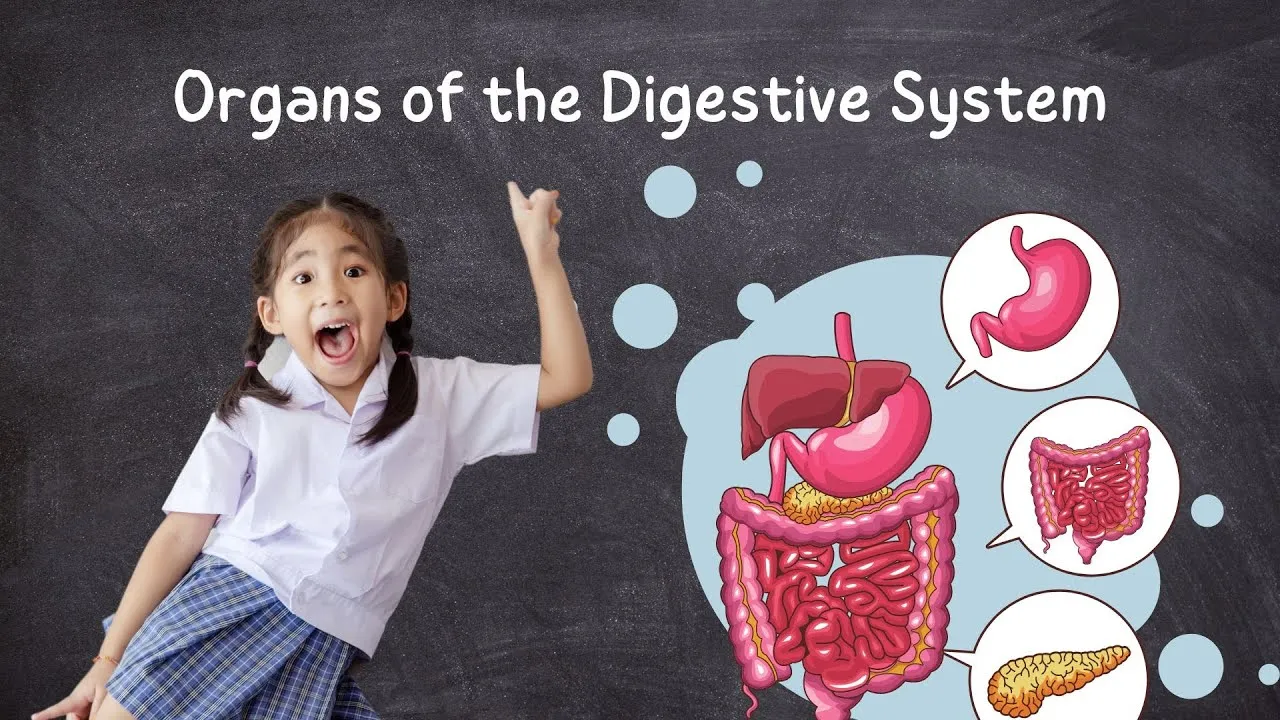 Organs of the digestive system - Easy Lesson - ClassX