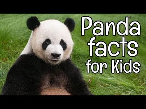 Panda Facts for Kids | Classroom Learning Video - ClassX