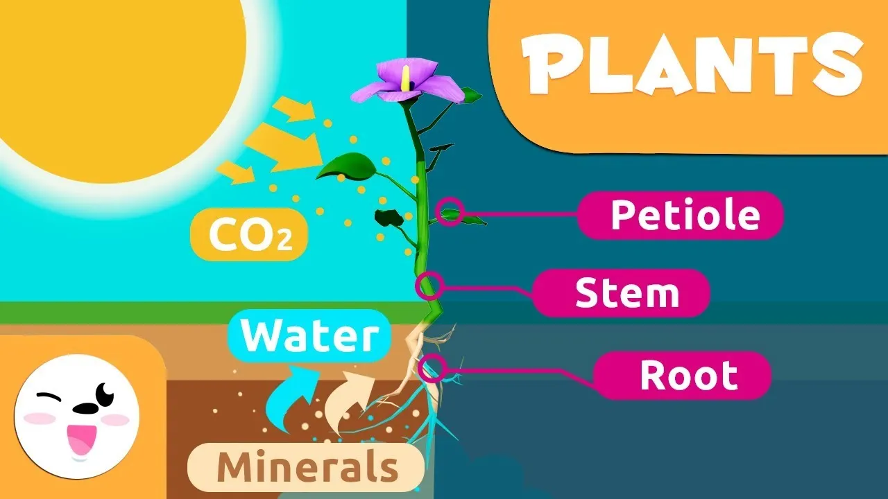 Parts of the plant and photosynthesis - Educational video for kids - ClassX