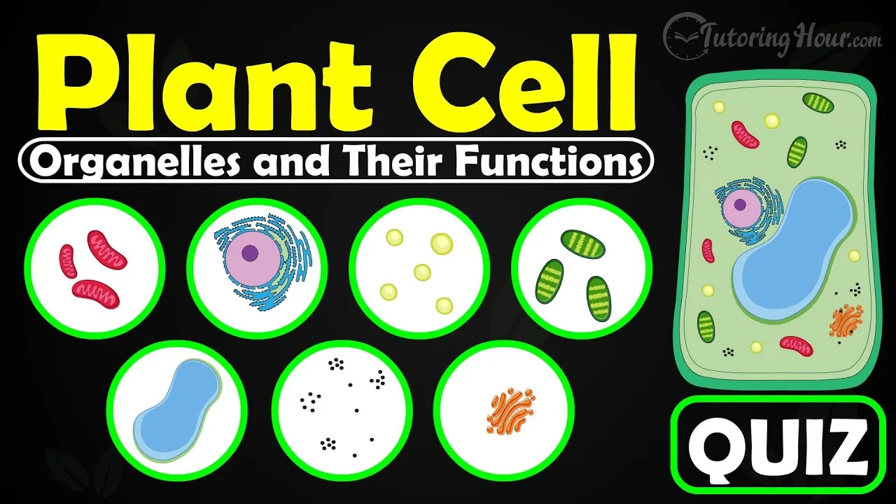 Plant Cell Organelles and Their Functions Quiz | Structure and ...