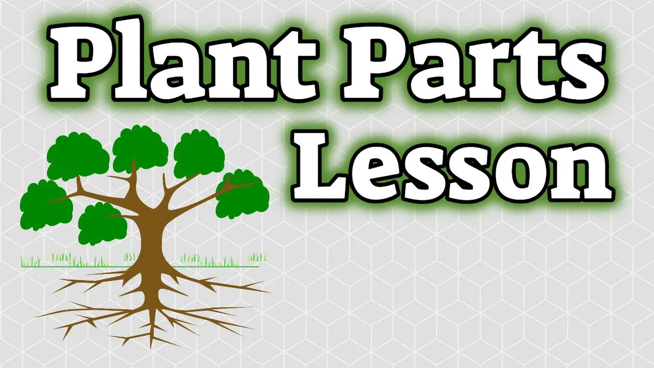 Plant Parts and their Functions | Classroom Video Edition - ClassX