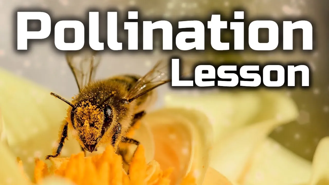 Pollination Lesson for Children - ClassX
