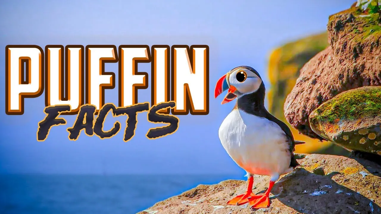 Puffin Facts! - ClassX