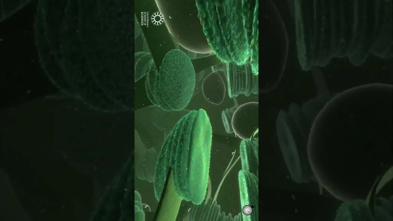 Quantum Superpowers of Plants - ClassX