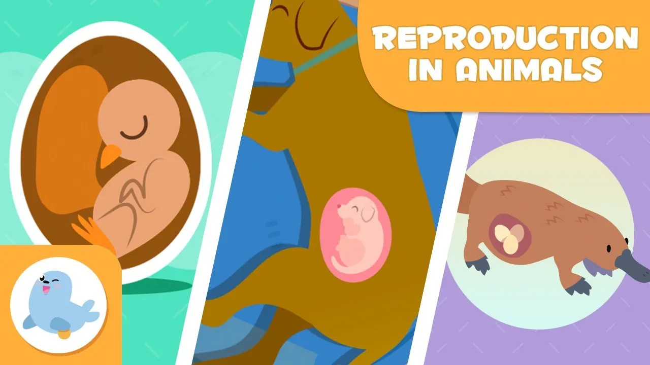 REPRODUCTION IN ANIMALS ???????? SEXUAL and ASEXUAL ...