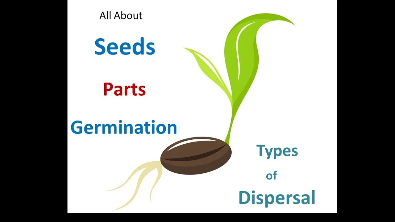 Seed Parts and Germination - ClassX