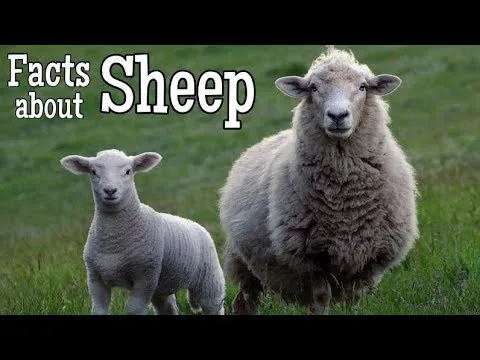 Sheep Facts for Kids | Classroom Learning Video - ClassX