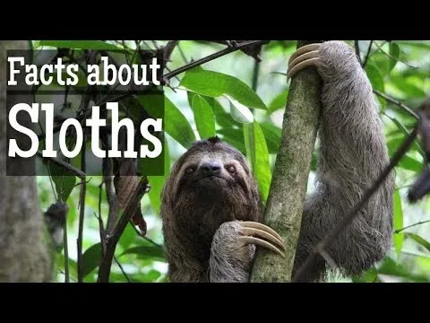Sloth Facts for Kids | Classroom Learning Video - ClassX