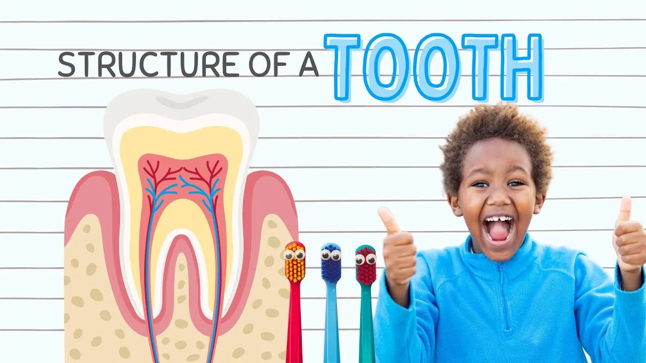 Structure of a Tooth | Science for kids - ClassX