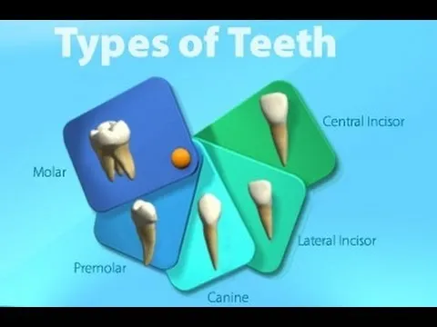 Teeth Types & Functions - ClassX