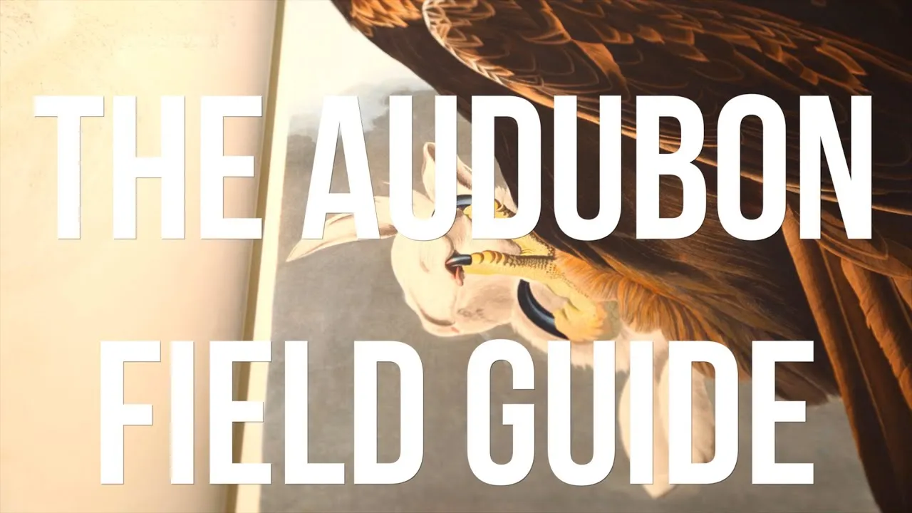 The Audubon Field Guide - ClassX