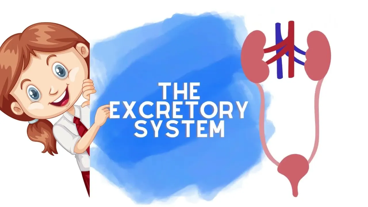 The Excretory System | Science for Kids - ClassX