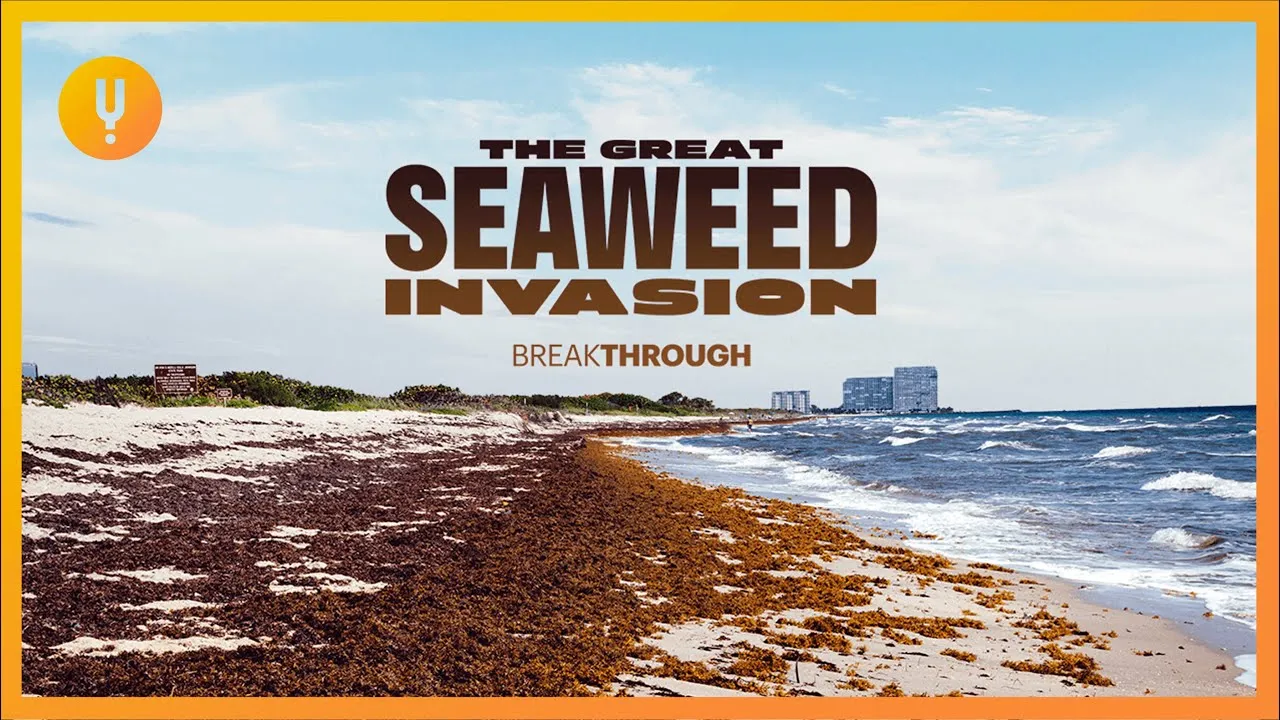 The Great Seaweed Invasion | Breakthrough - ClassX