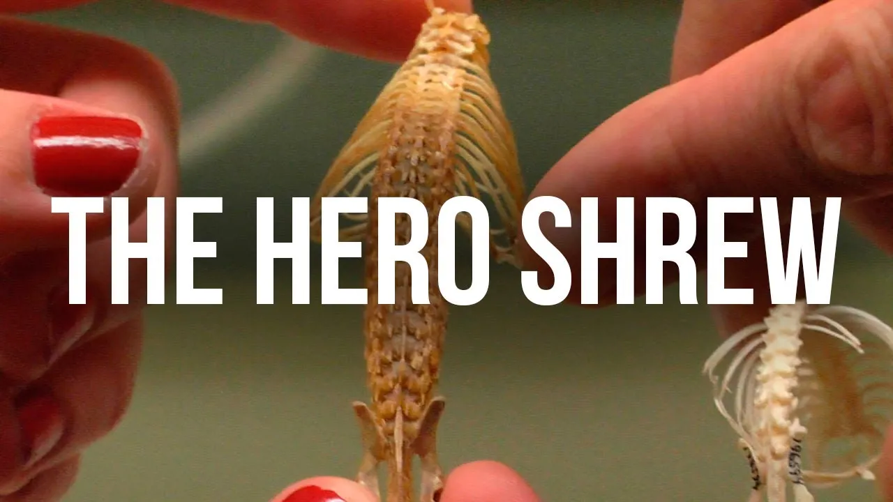 The Hero Shrew - ClassX