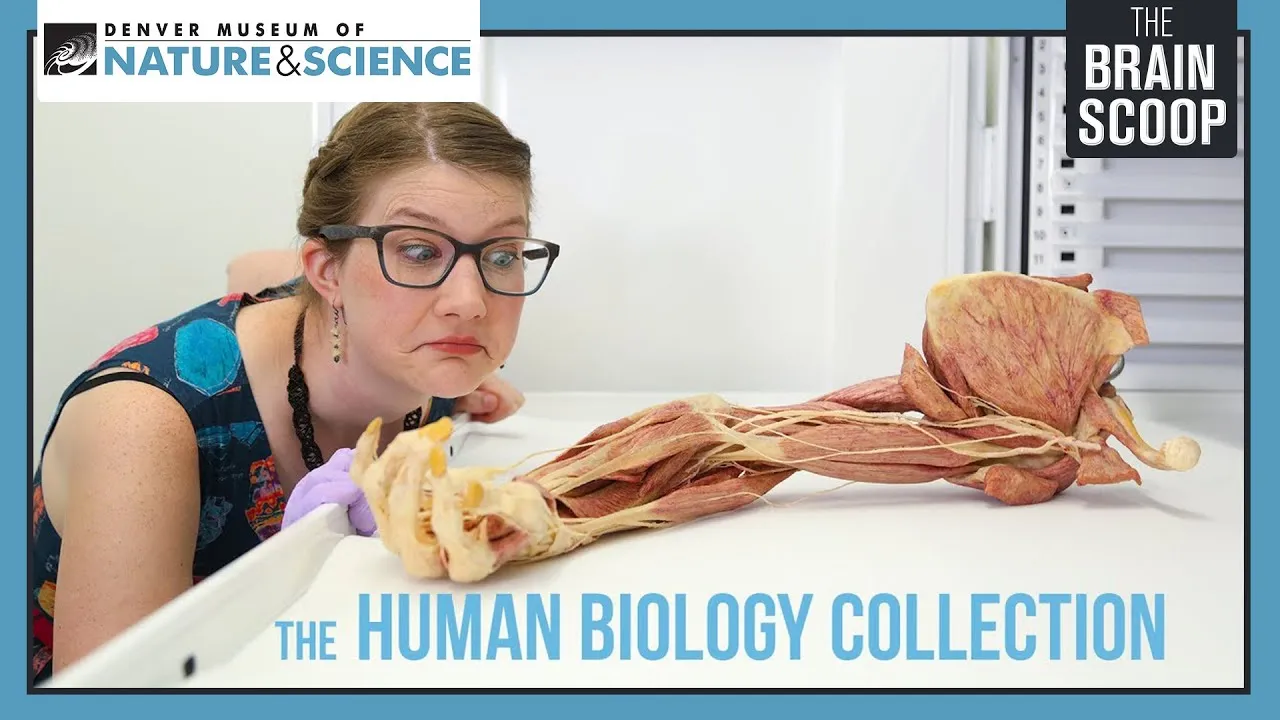 The Human Biology Collection - ClassX