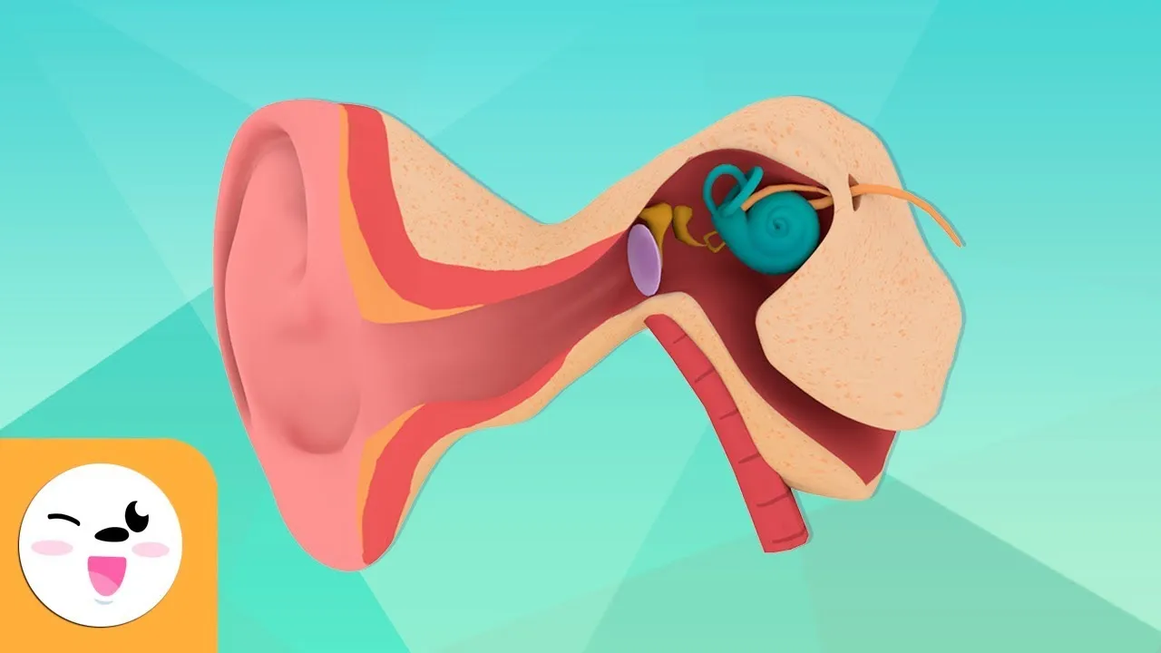 The Human Ear and Its Parts - The Senses for Kids - ClassX