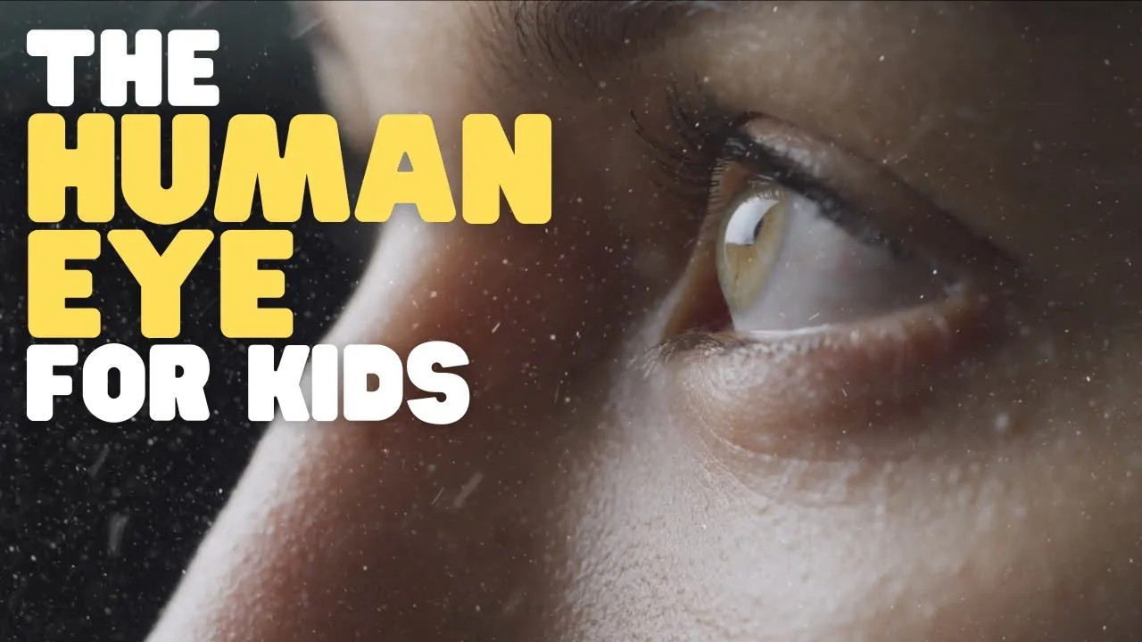 The Human Eye for Kids | Learn why and how eyes allow us to see - ClassX