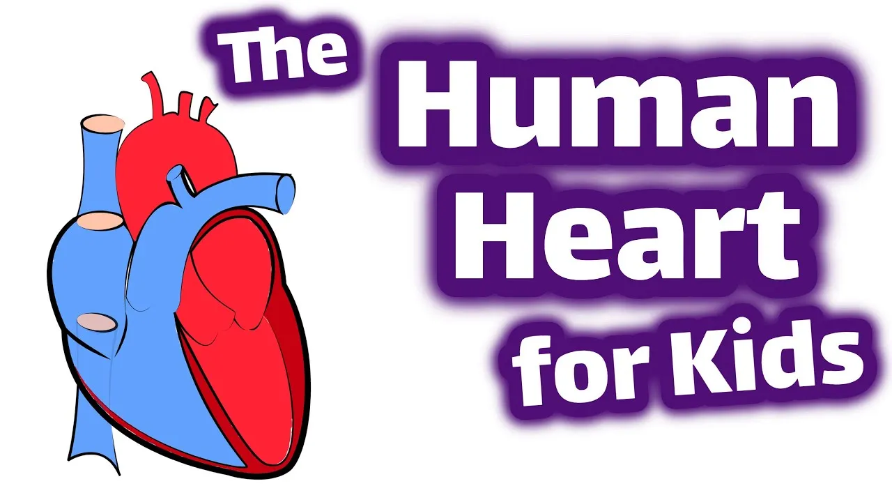 The Human Heart for Kids - ClassX