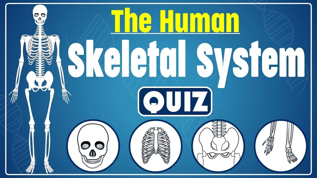 The Human Skeletal System Quiz Explore The Human Skeleton Identify