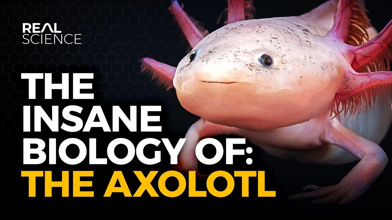 The Insane Biology of: The Axolotl - ClassX