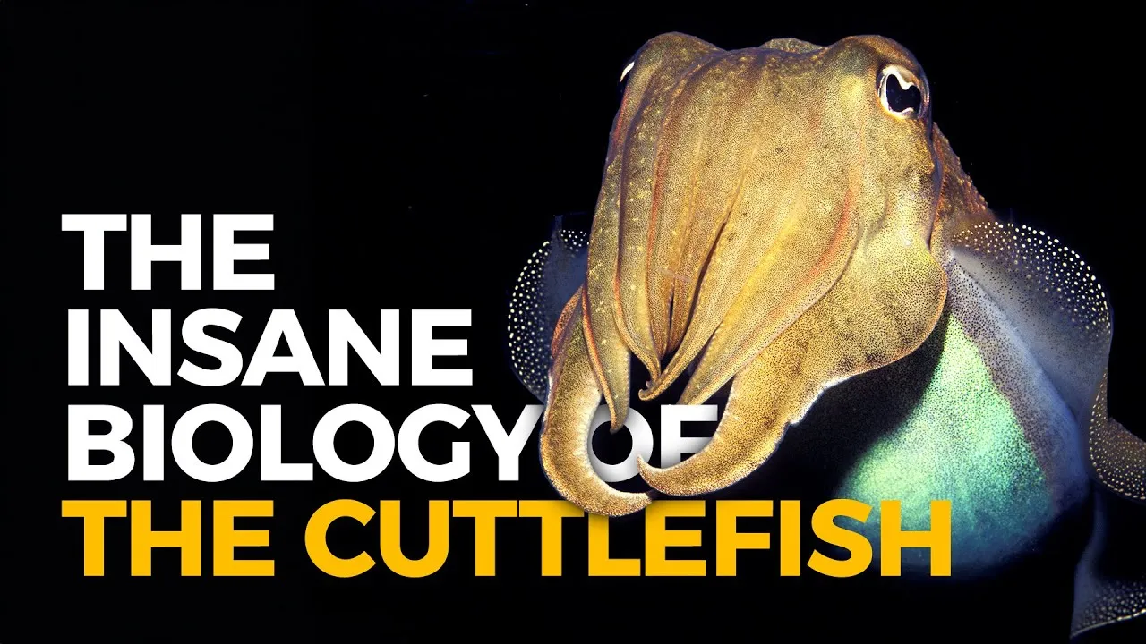 The Insane Biology of: The Cuttlefish - ClassX