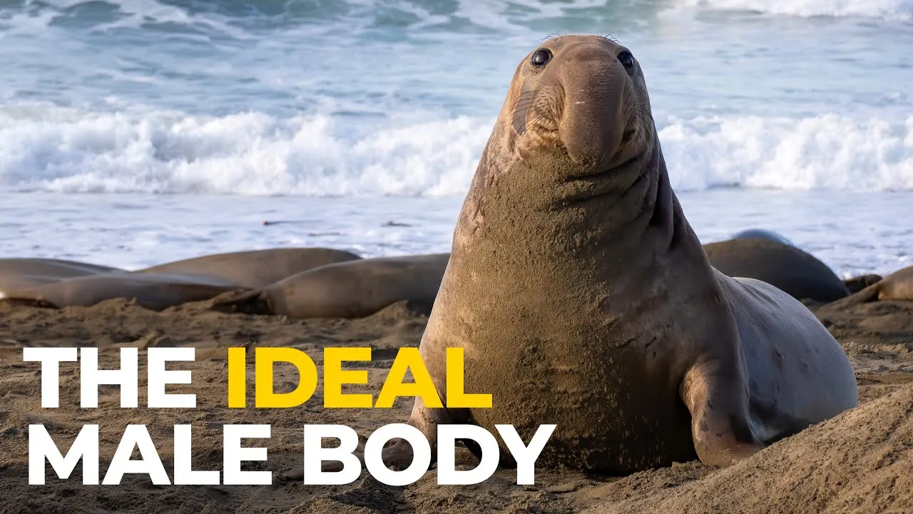 The Insane Biology of: The Elephant Seal - ClassX
