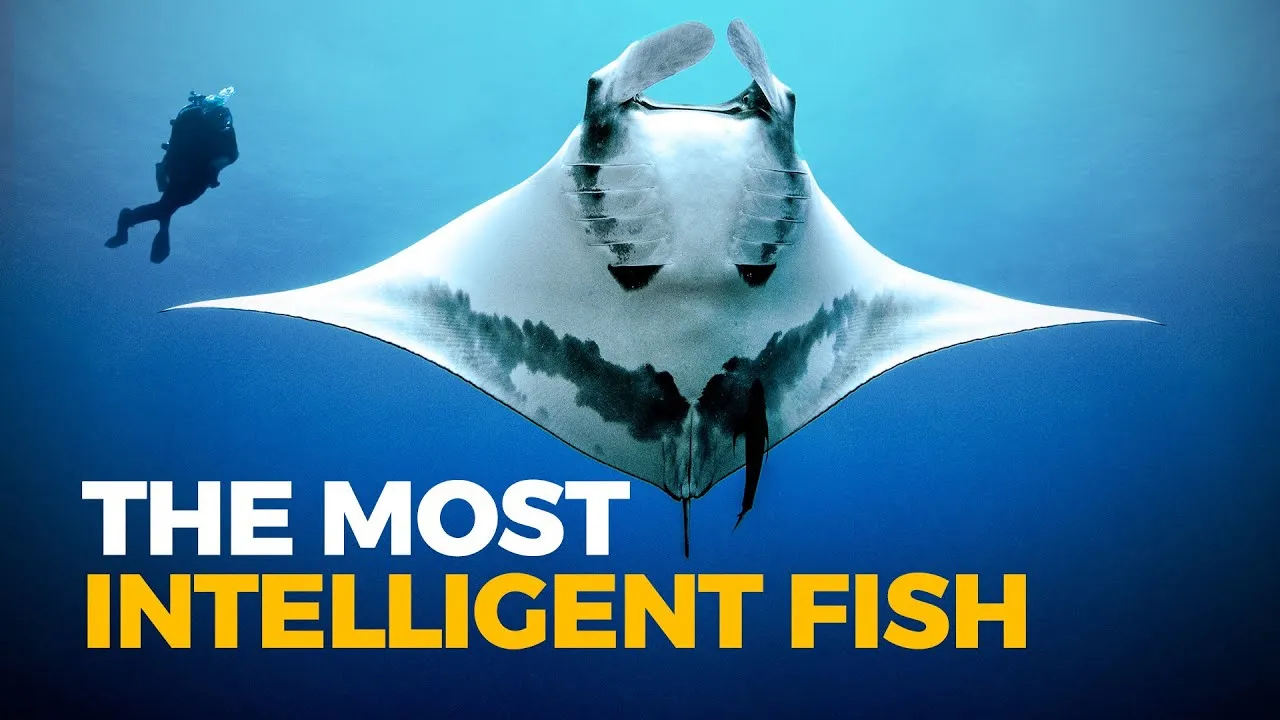 The Insane Biology of: The Giant Manta Ray - ClassX