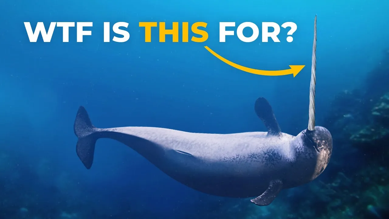 The Insane Biology of: The Narwhal - ClassX