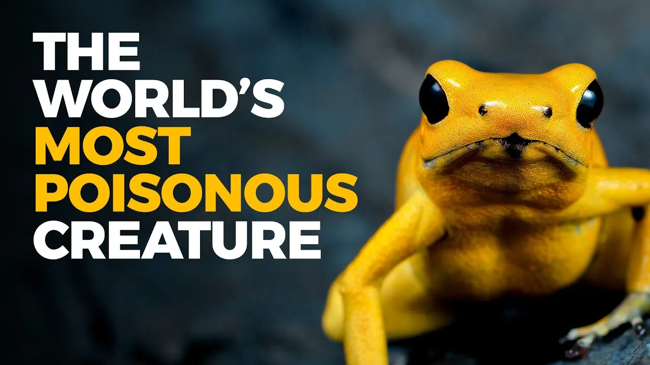 The Insane Biology of: The Poison Dart Frog - ClassX