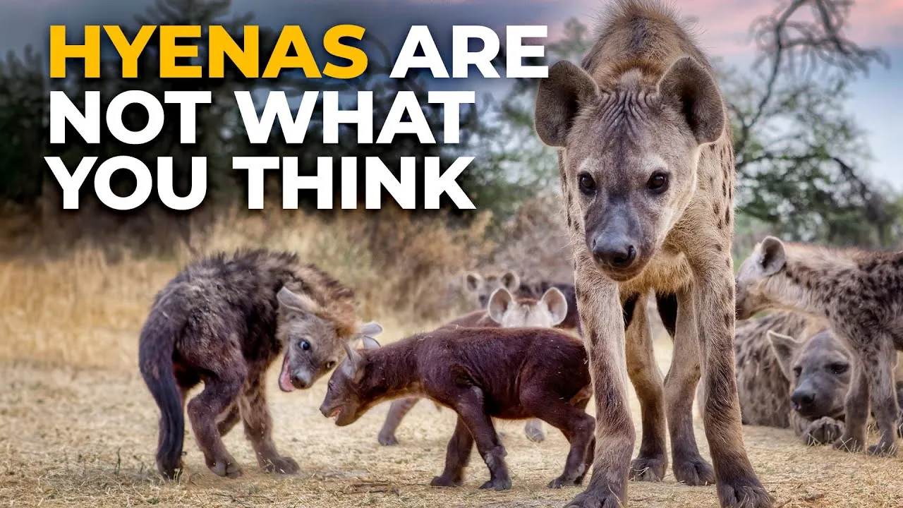 The Insane Biology of: The Spotted Hyena - ClassX