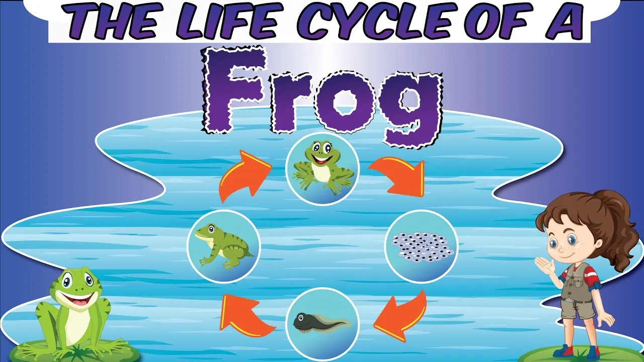 The Life Cycle of a Frog | Four Stages of Development | How a Tadpole ...