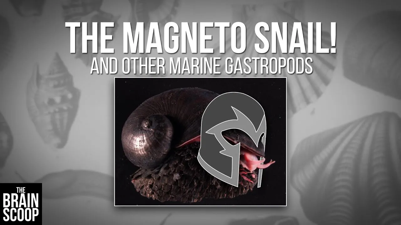 The MAGNETO SNAIL! (and other marine gastropods) - ClassX