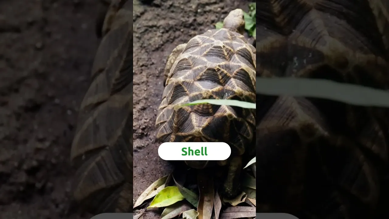 The Mysteries of the Turtle Shell ???? - ClassX