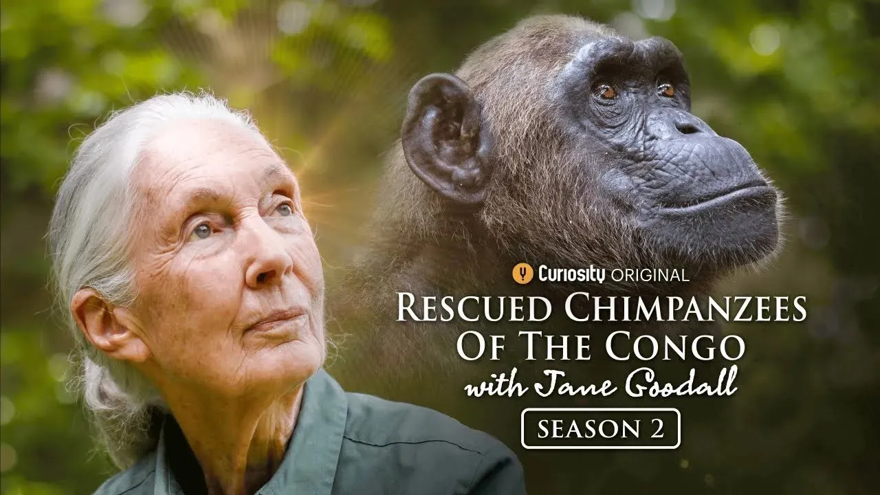 The Snake Test | Rescued Chimpanzees Of The Congo - ClassX