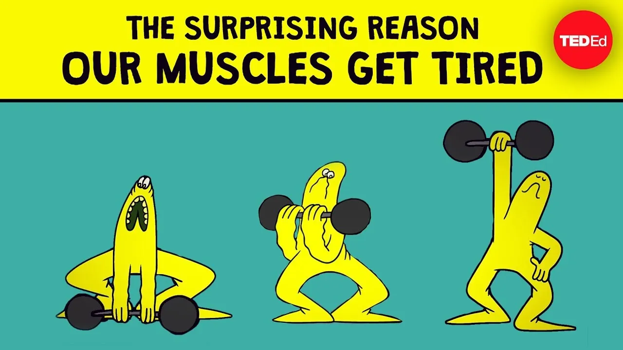 The surprising reason our muscles get tired - Christian Moro - ClassX