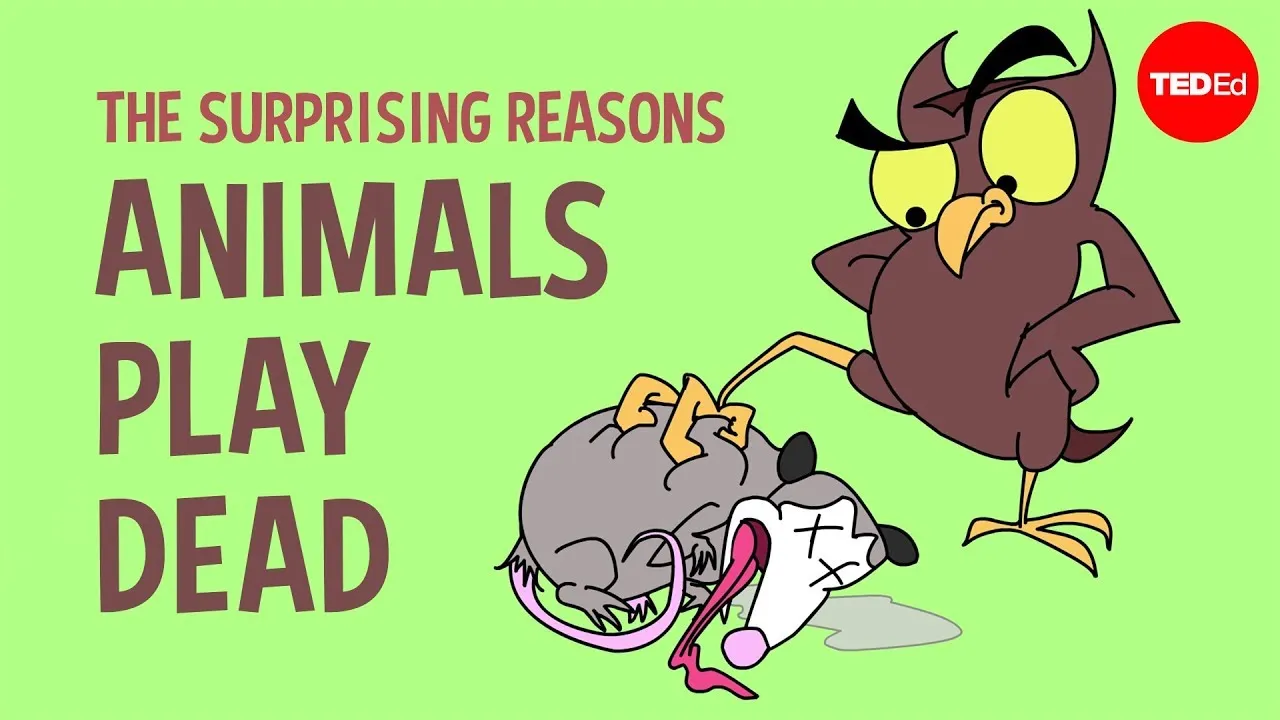 The surprising reasons animals play dead - Tierney Thys - ClassX