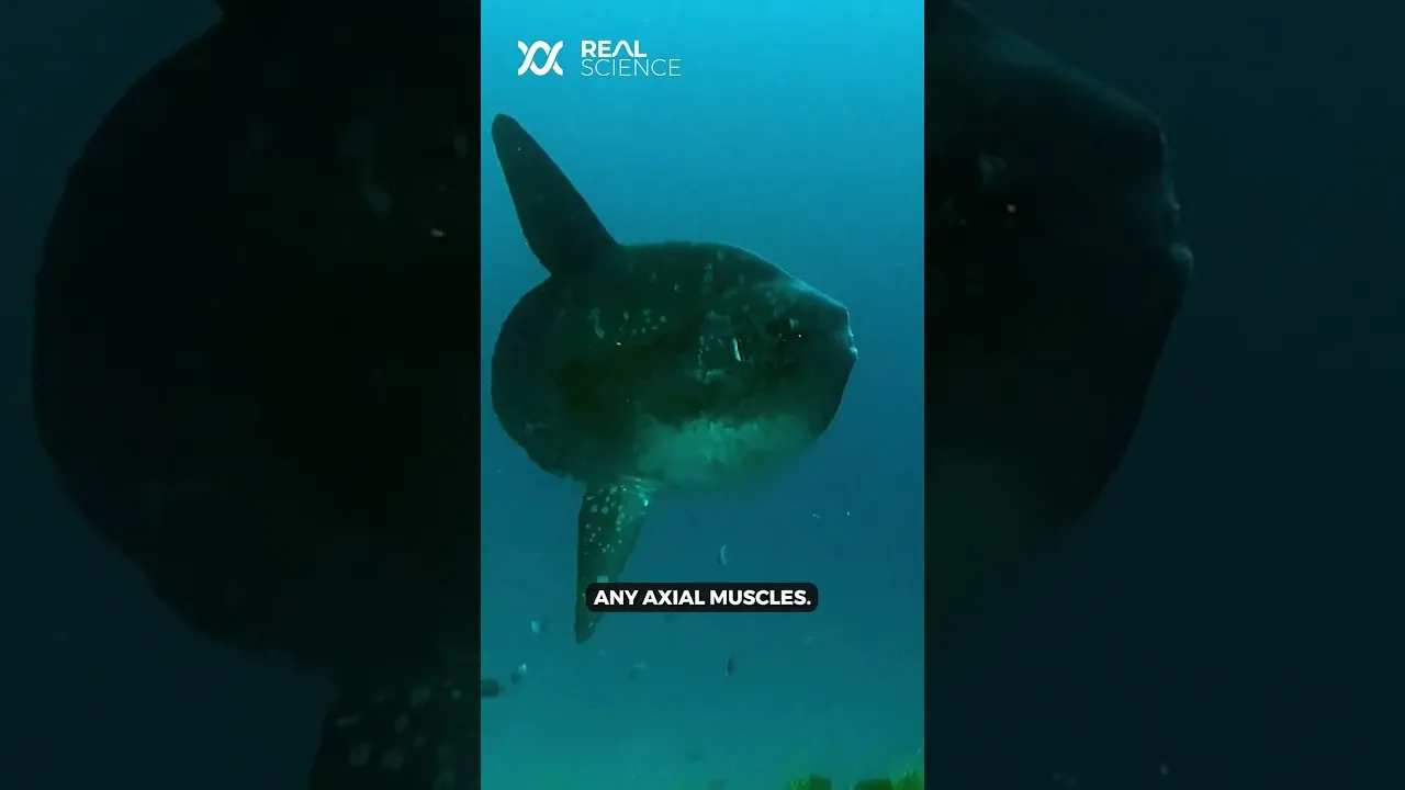 The unusual way a sunfish swims - ClassX