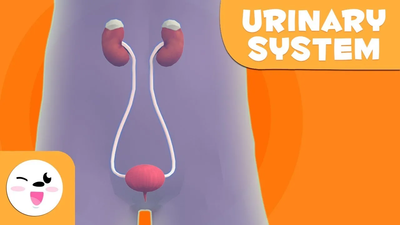 The Urinary System - The Human Body for kids - ClassX
