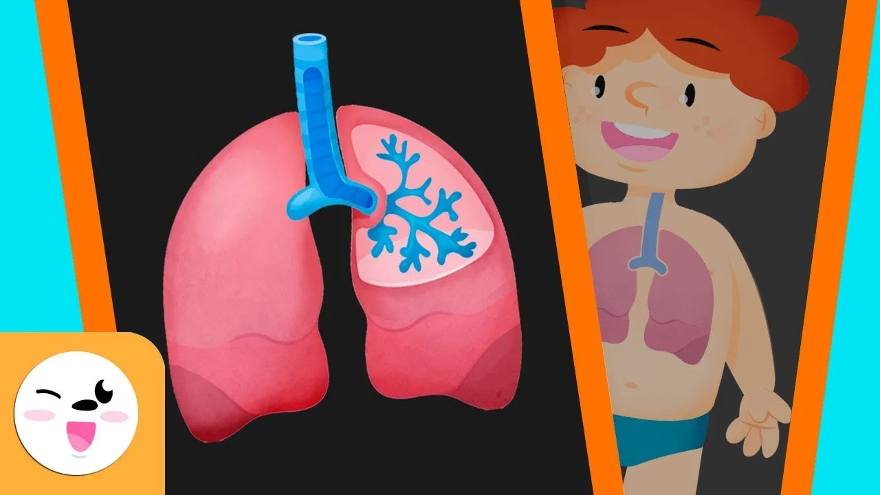 Travel through the Respiratory System - Fun Science for Kids - ClassX