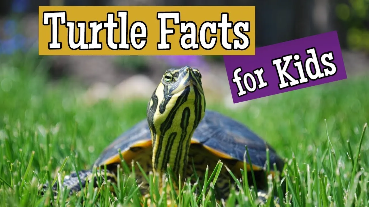 Turtle Facts for Kids - ClassX