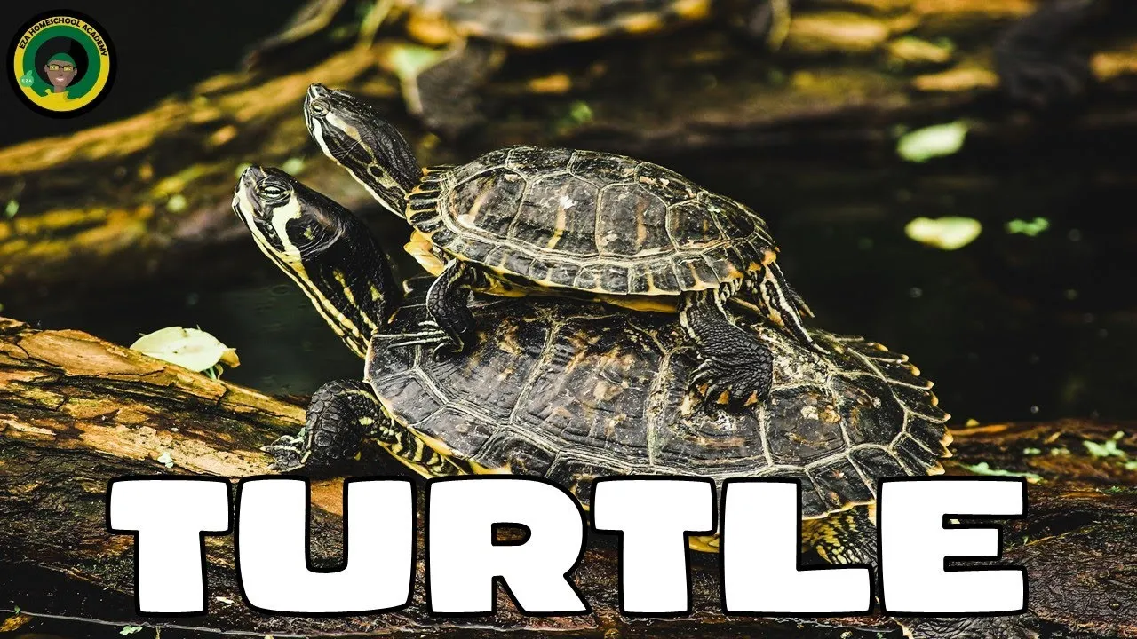 Turtles - ClassX