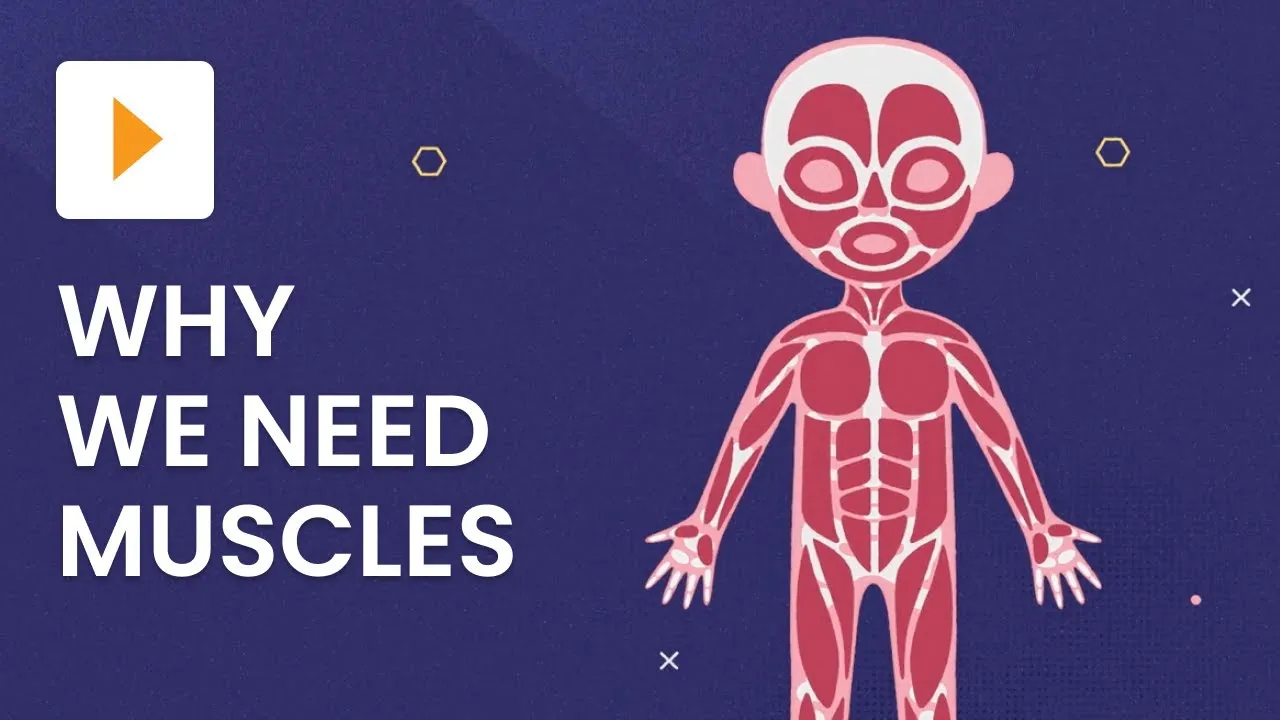 Types of Muscles and What They’re Made From | Science - ClassX