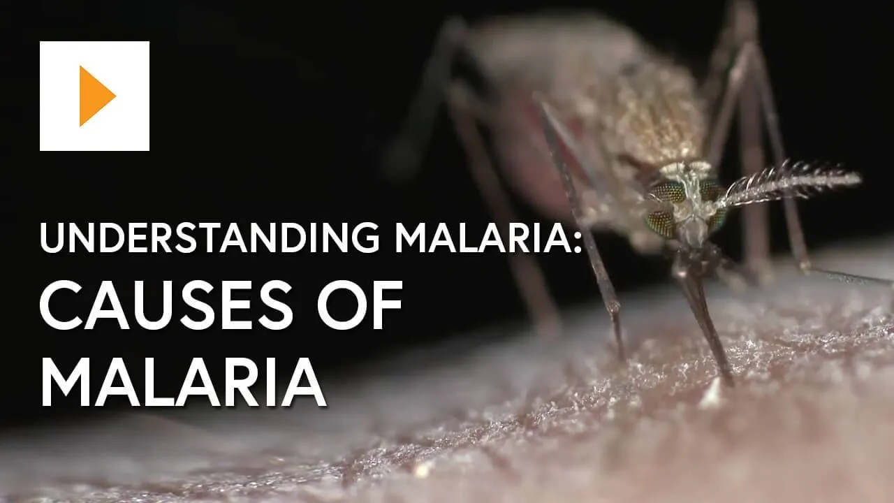 Understanding Malaria: Causes Of Malaria - ClassX