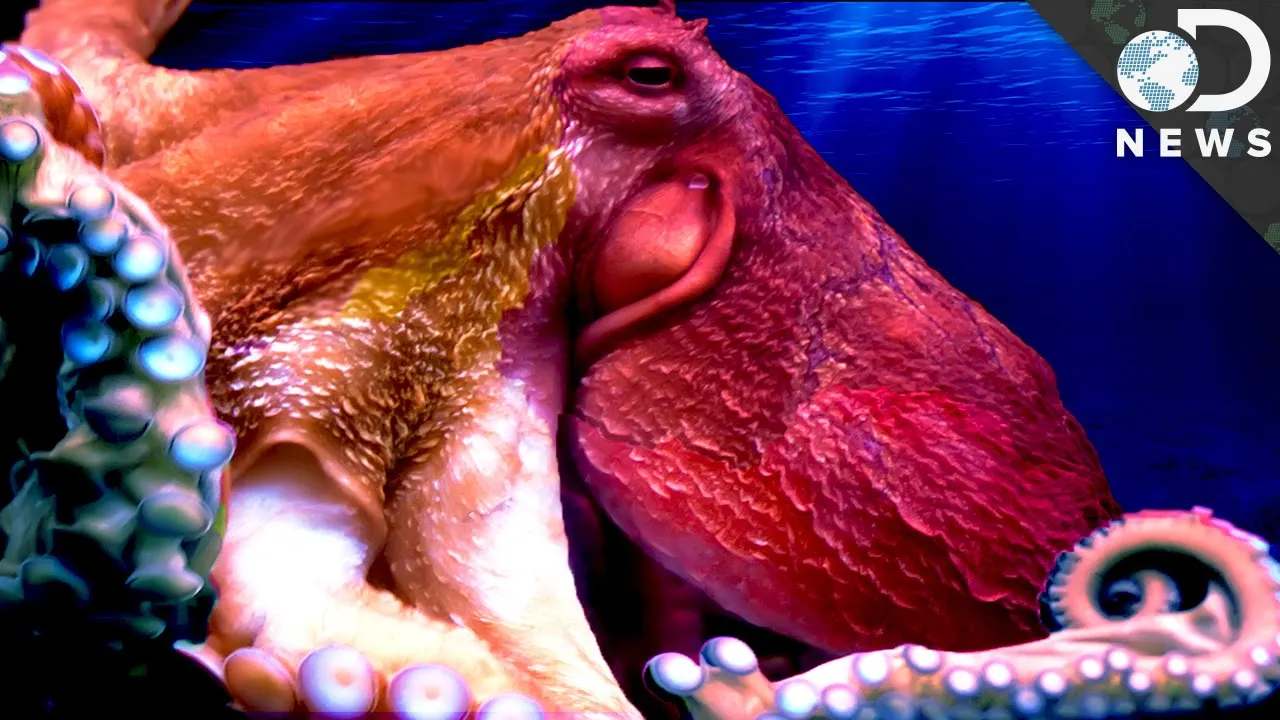 Understanding The Weird Anatomy Of An Octopus - ClassX